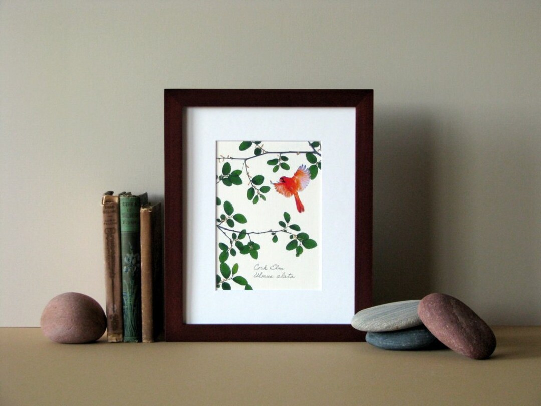 Pressed Cork Elm Leaves Print, 8 X 10 Matted Art, Cardinal, Small Nook ...