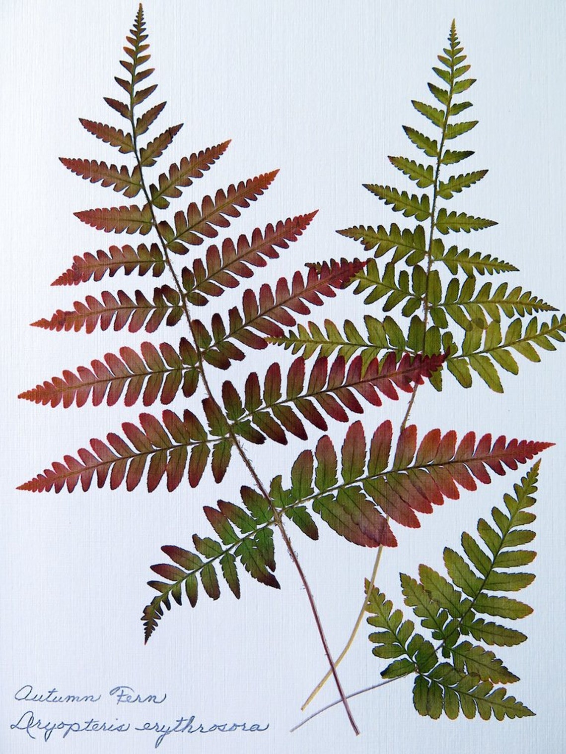 Pressed Fern Print 11x14 Double Matted Autumn Fern Botanical - Etsy