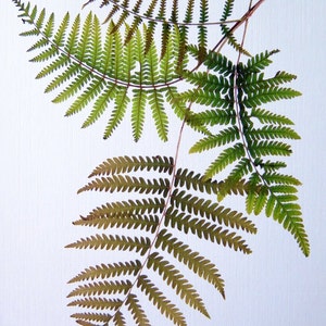 Pressed Fern Print, 11x14 Double Matted, Wood Ferns, Botanical Ferns ...