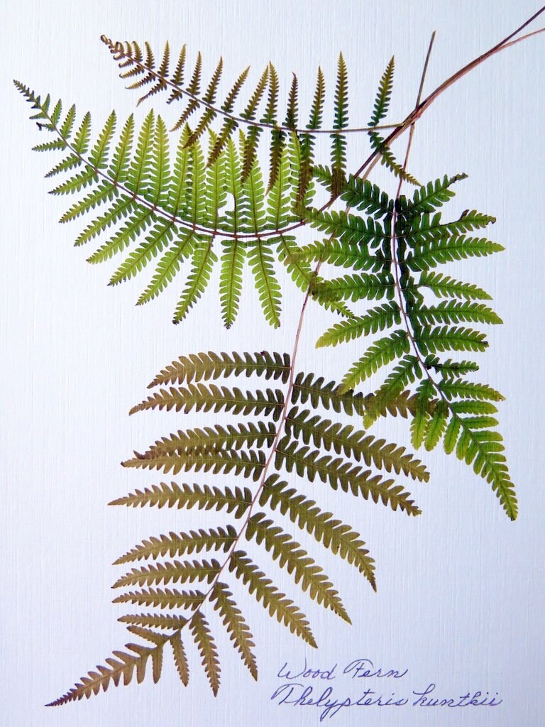 Pressed Fern Print 11x14 Double Matted Wood Ferns Botanical | Etsy