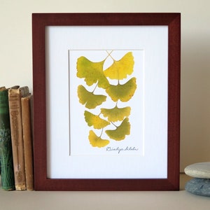 Pressed Ginkgo Leaves Print, 8" X 10" Matted Botanical Art Print ...