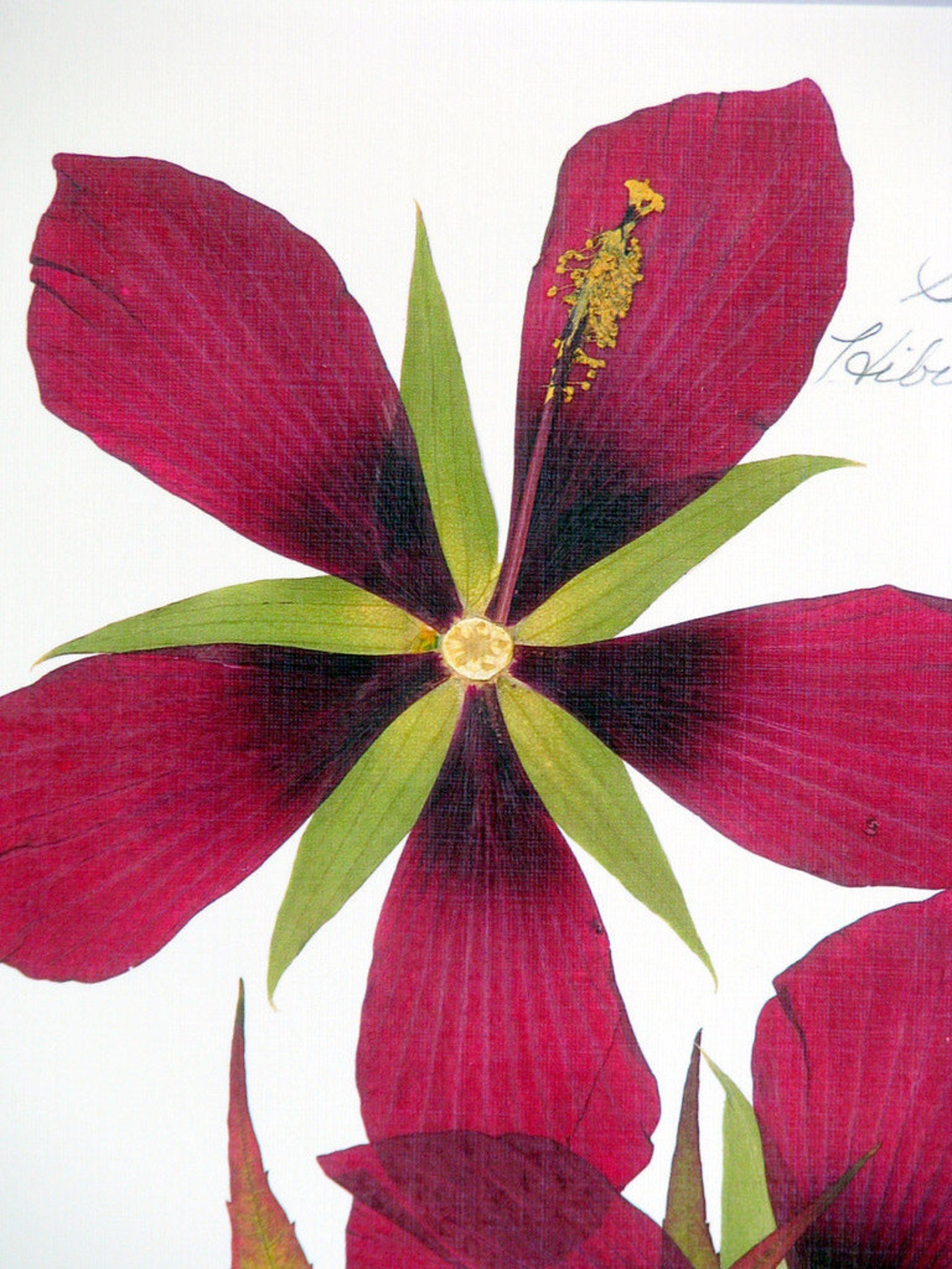 Pressed Flower Print, 11x14 Double Matted, Star Hibiscus Tropical ...
