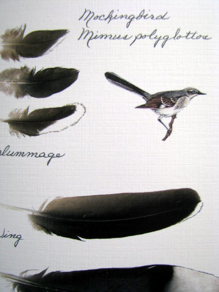 Feather Greeting Card Mockingbird Mockingbird Feathers - Etsy