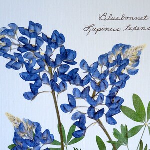 Pressed Flowers Art Print, 11x14, Double Matted, Bluebonnets ...