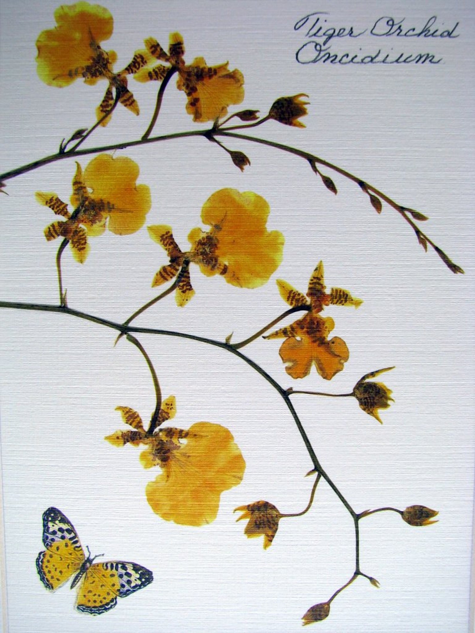 Pressed Flower Print 8 X 10 Matted Orchids | Etsy