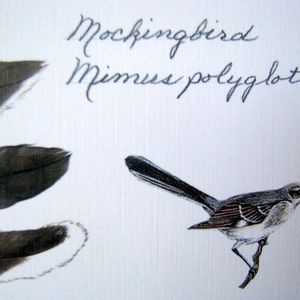 Feather Art Print, Mockingbird Feather Art Study, 8 X 10 Matted, Unique ...