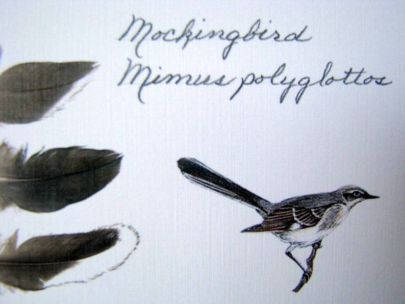 Feather art print Mockingbird feather art study 8 x | Etsy