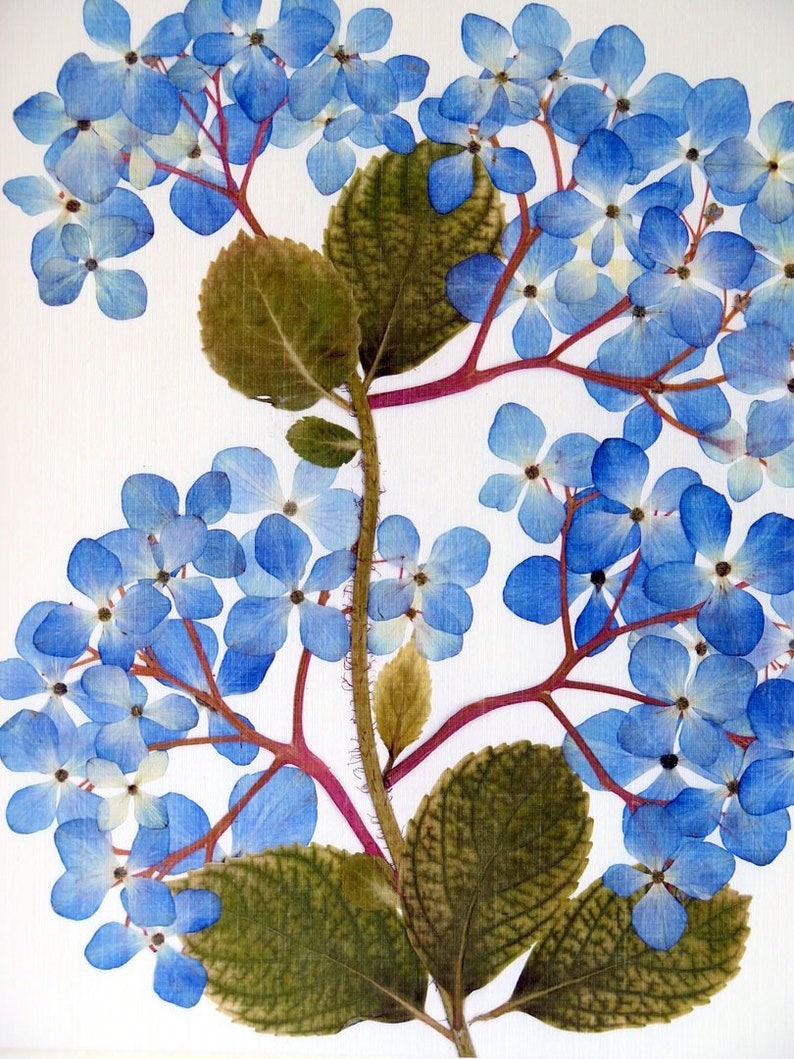 Pressed flowers print 11x14 double matted blue Hydrangea | Etsy