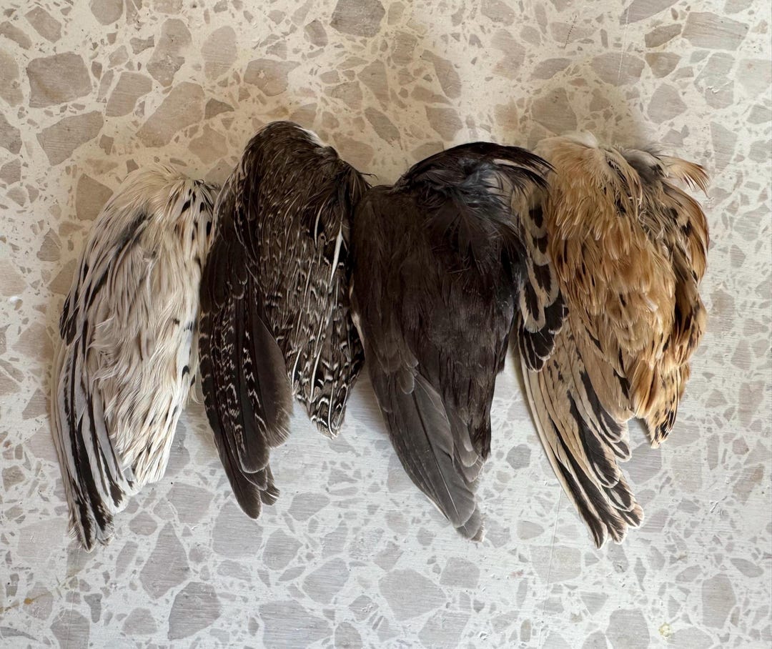 Dehydrated Quail Wings (sold in Pairs) - Etsy