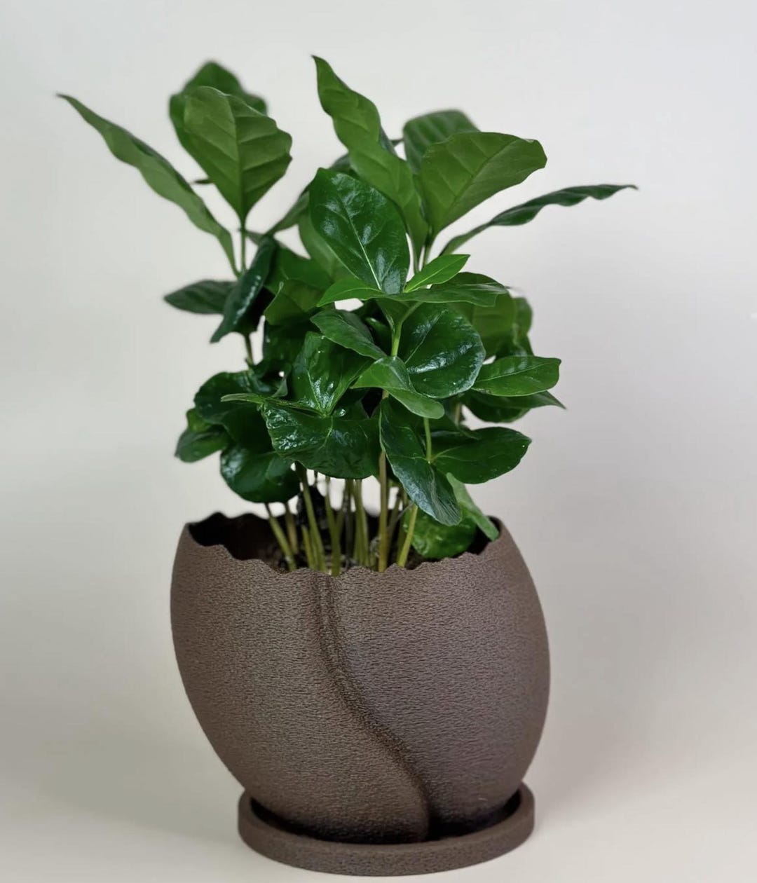 Introducing Our Coffee Bean Plant Pot, a Delightful Fusion of Nature ...