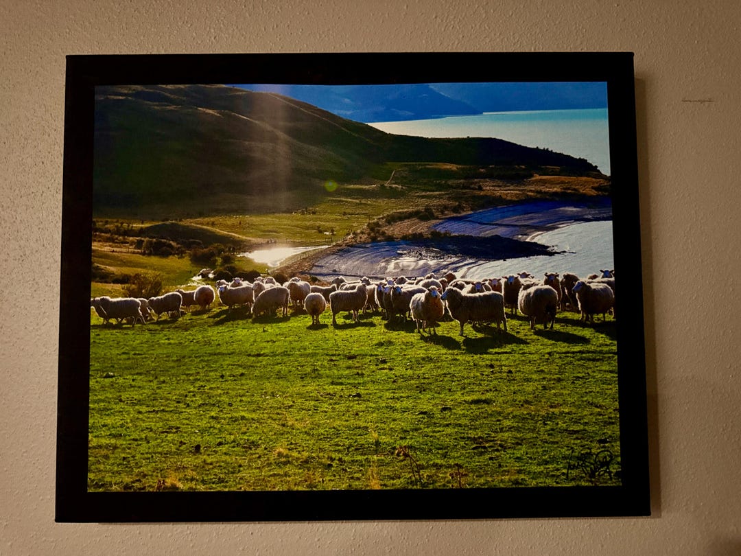 New Zealand Sheep Farm Landscape Photography, Signed Canvas Print ...