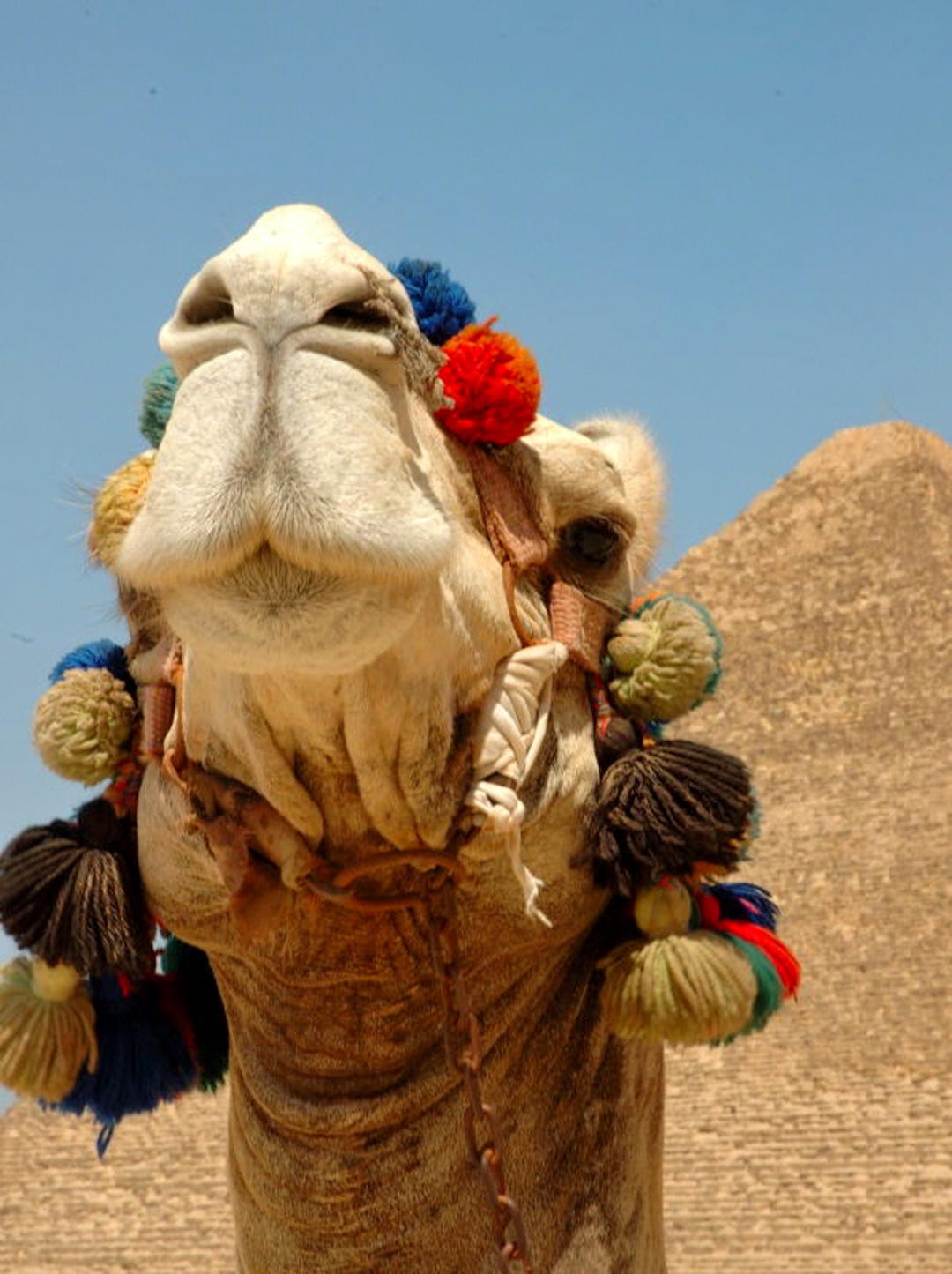 Egypt - Camel Great Pyramid of Giza - Cairo Egypt - Archaeology ...