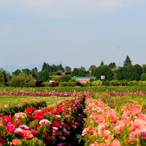 Flowers - Featured in “voices From the Farmland" - Etsy