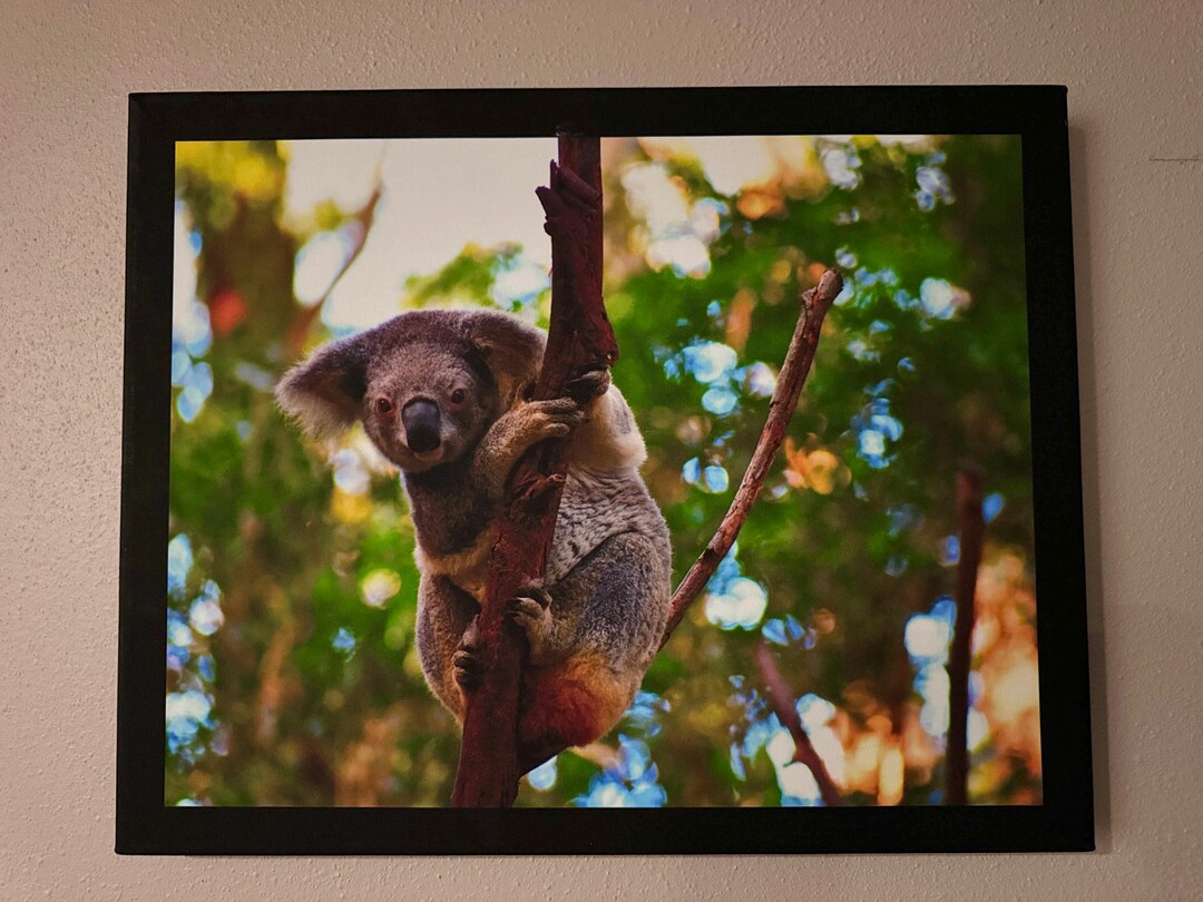 Koala Photography by World Renown Travel Photographer Tony Scoringe ...