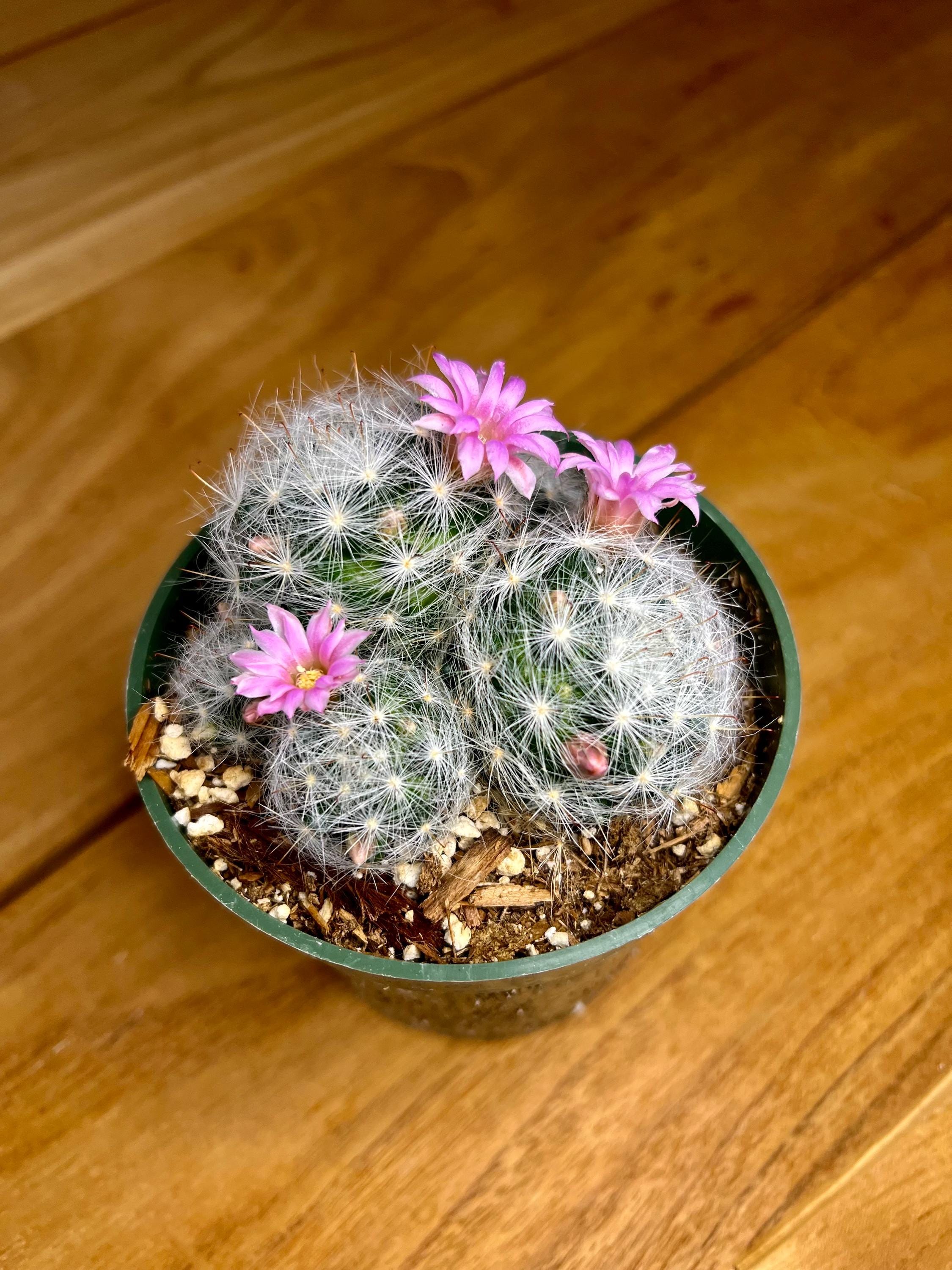 4 Pot of Mammillaria Bocasana Powder Puff Cactus - Etsy
