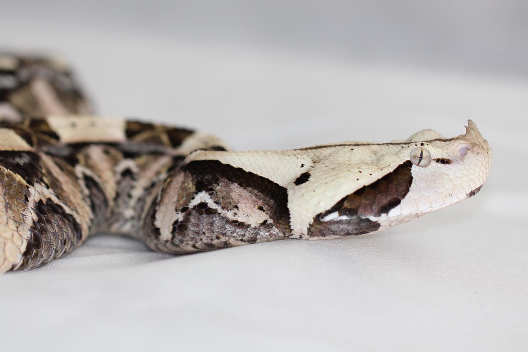Gaboon Viper - Print - Etsy