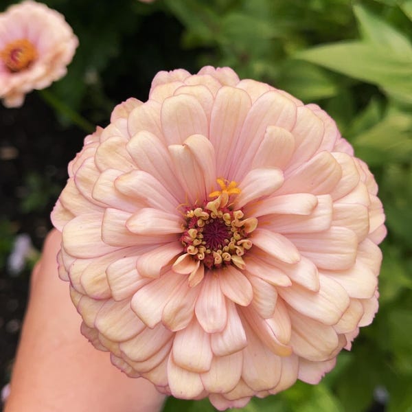 Rare Zinnia Seeds - Etsy
