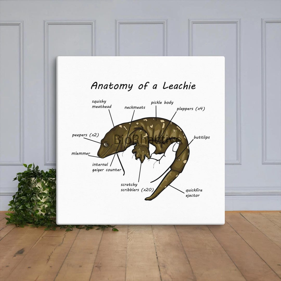 Anatomy of a Leachie Premium Canvas Print, Leachianus, Cute Funny ...