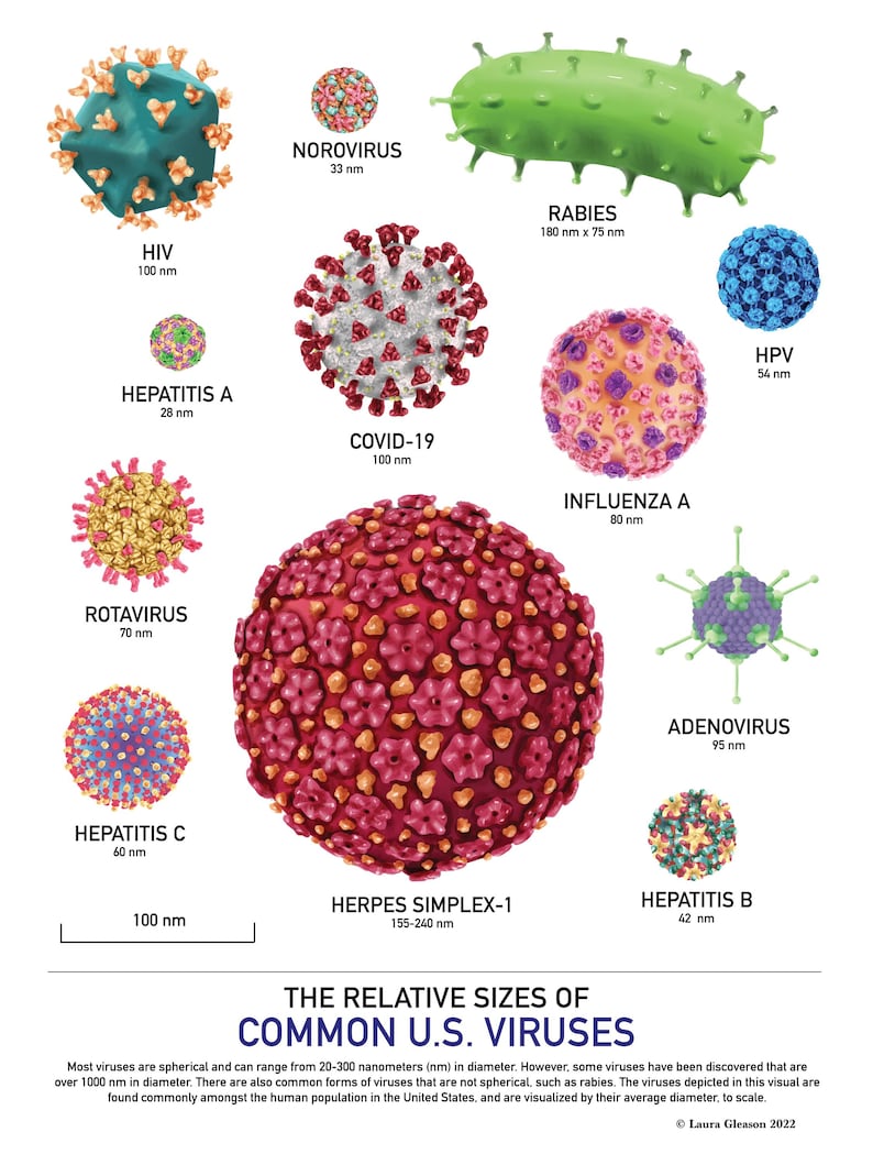 Medical Poster, US Viruses Size Comparison, Educational Wall Art ...
