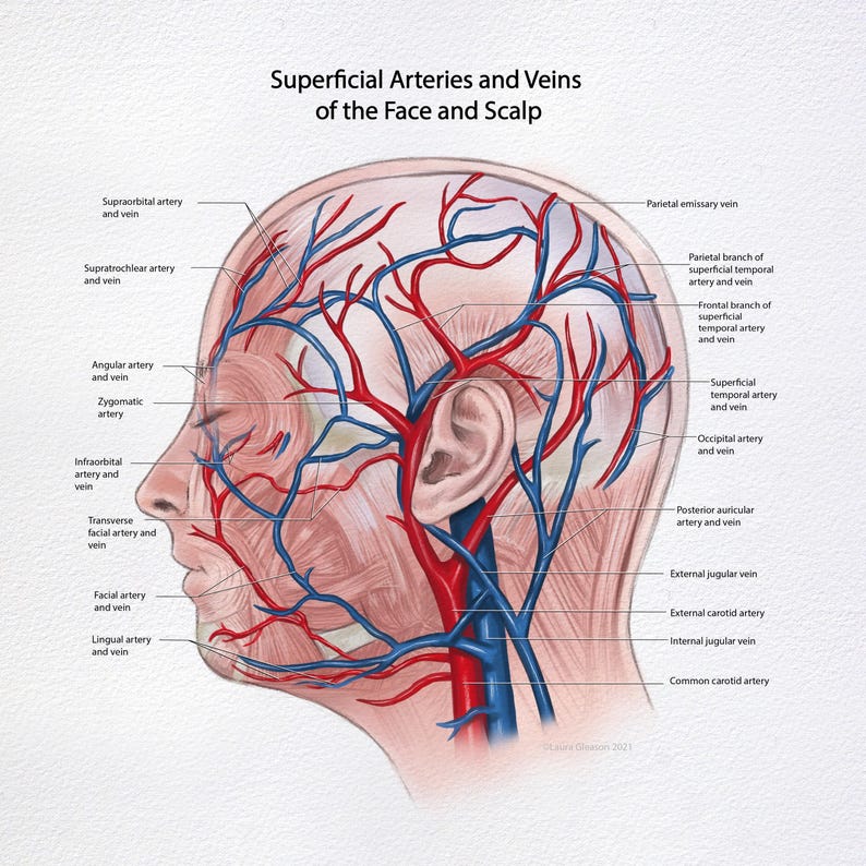 Medical Anatomy Poster, Human Face Arteries Veins Labelled Chart for ...