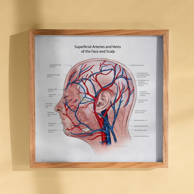 Medical Anatomy Poster, Human Face Arteries Veins Labelled Chart for ...