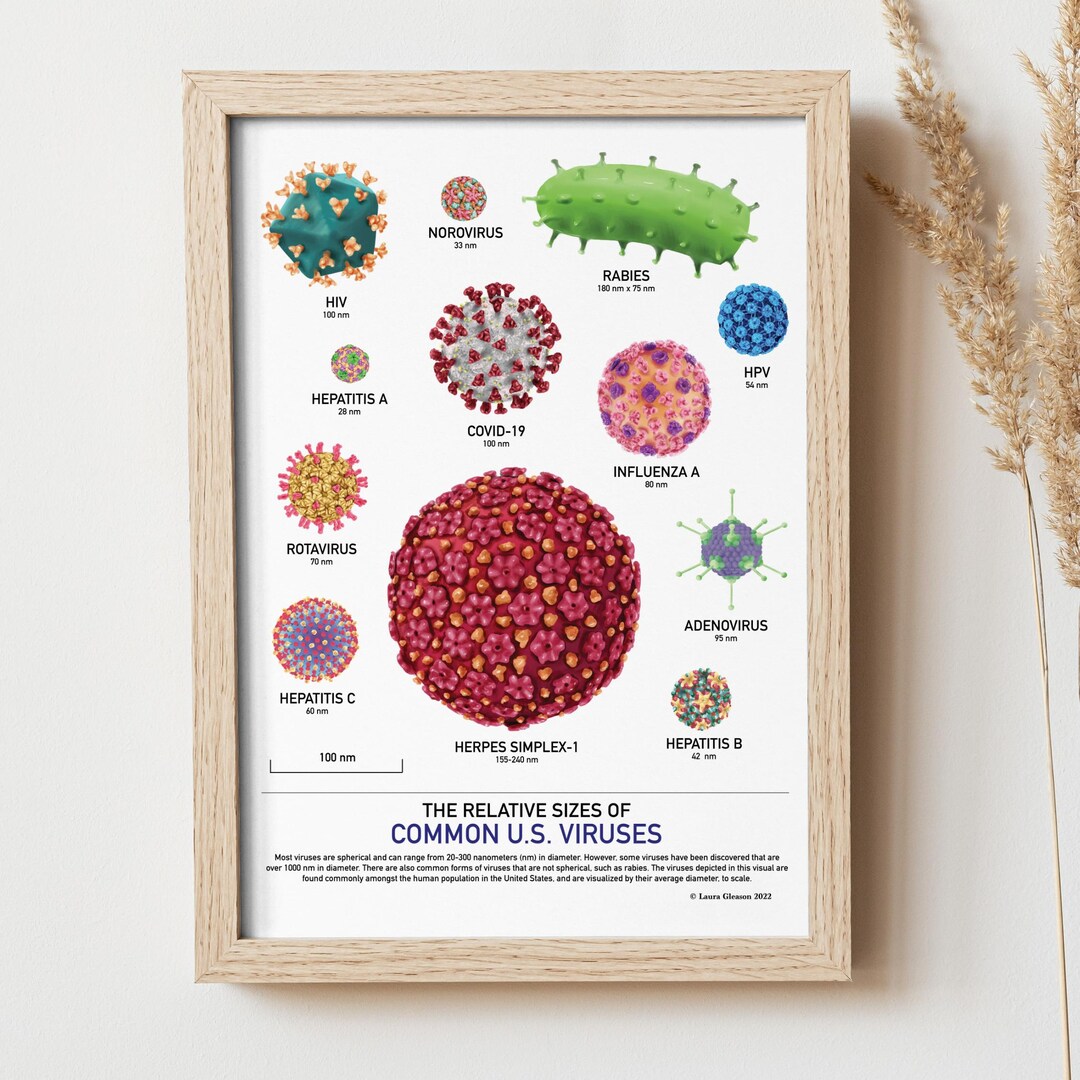 Medical Poster, Viruses Size Comparison, Educational Wall Art, Biology ...