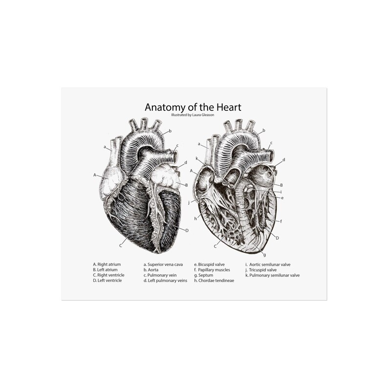 Medical Heart Poster, Anatomy Medical Illustration Fine Art Print ...