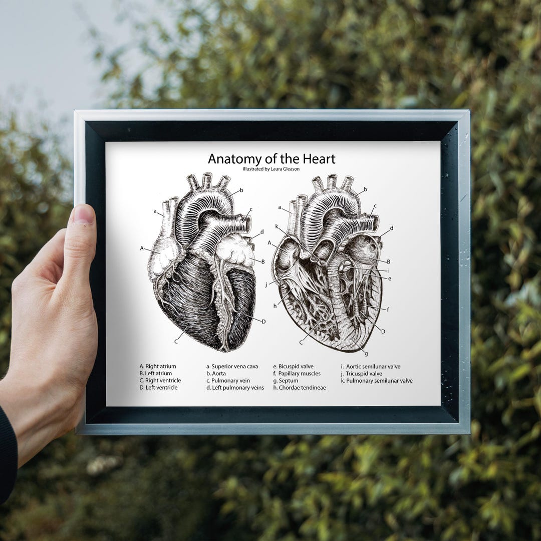 Medical Heart Poster, Anatomy Medical Illustration Fine Art Print ...