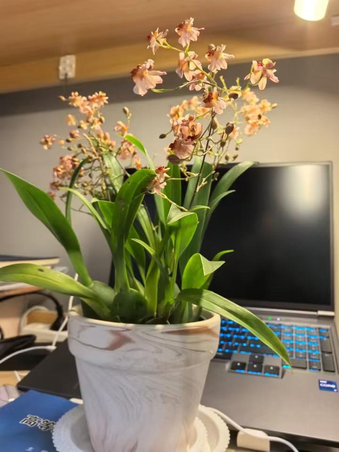 Nordic Cylindrical Slanted Body Breathable Water Absorbing Flower ...