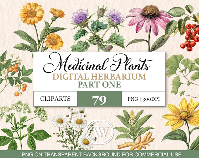 Heilkräuter Clipart, Kräuter Clipart png, Heilpflanzen Clipart ...