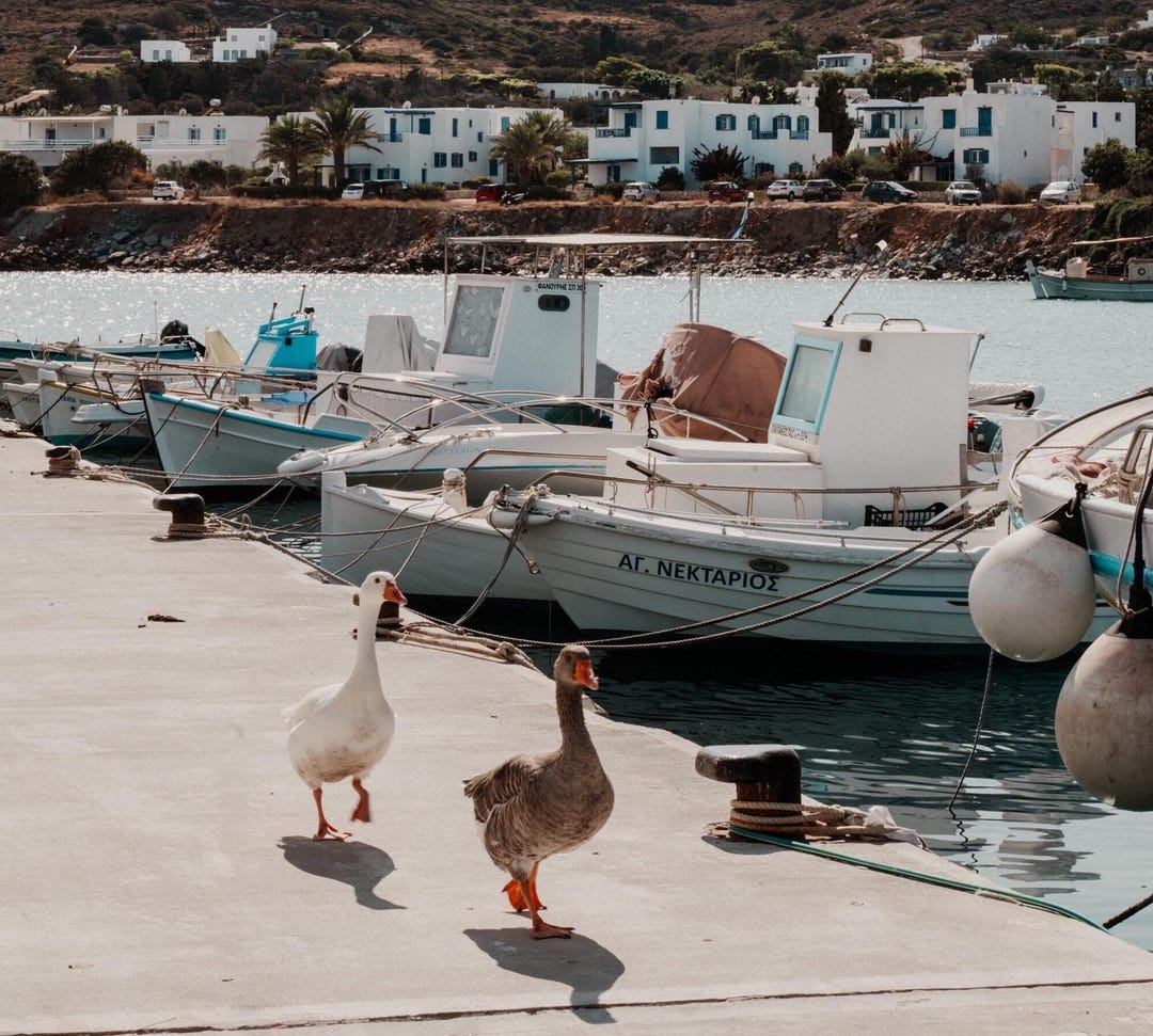 Greek Dockside Ducks - Digital Download - Etsy