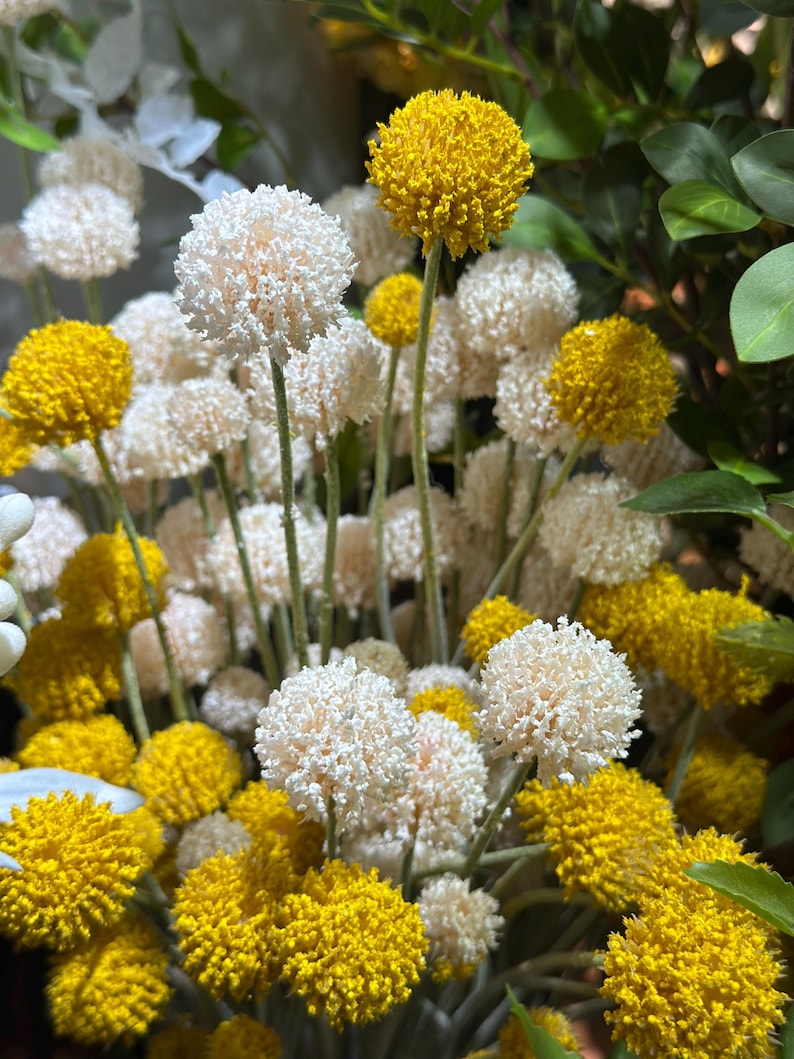 Craspedia Billy Button Stem - Mustard Yellow & Blush Cream Pompom ...