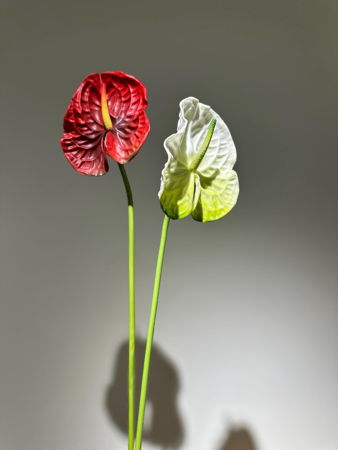 Real Touch Anthurium Floral Stem – Red & White Anthurium Flowers – Symbol of Hospitality and ...