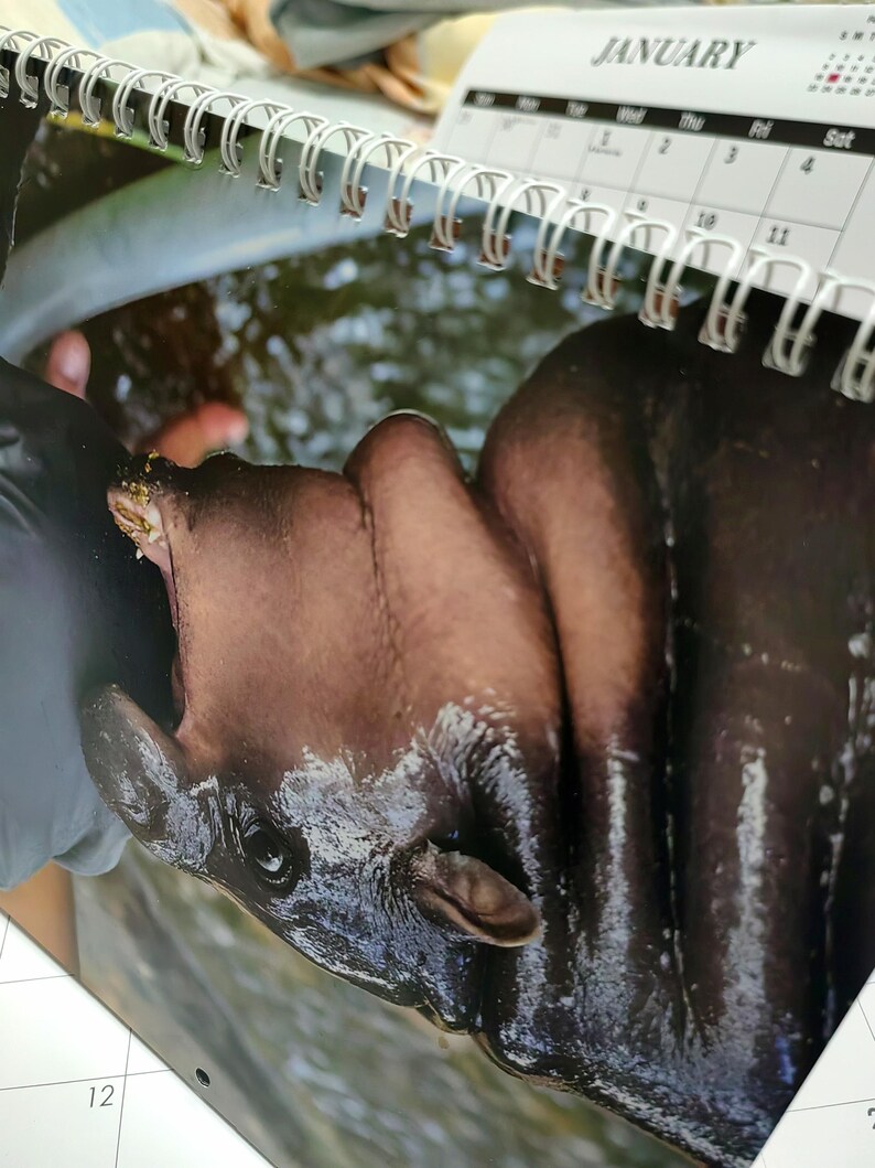 New Hippo Calendar for 2025 - Etsy