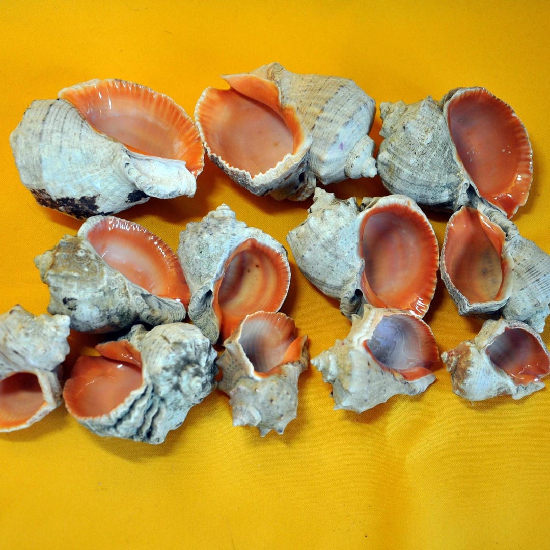 Vintage Black Sea Shells: Natural Seashell Mix for Coastal Decor, Resin ...