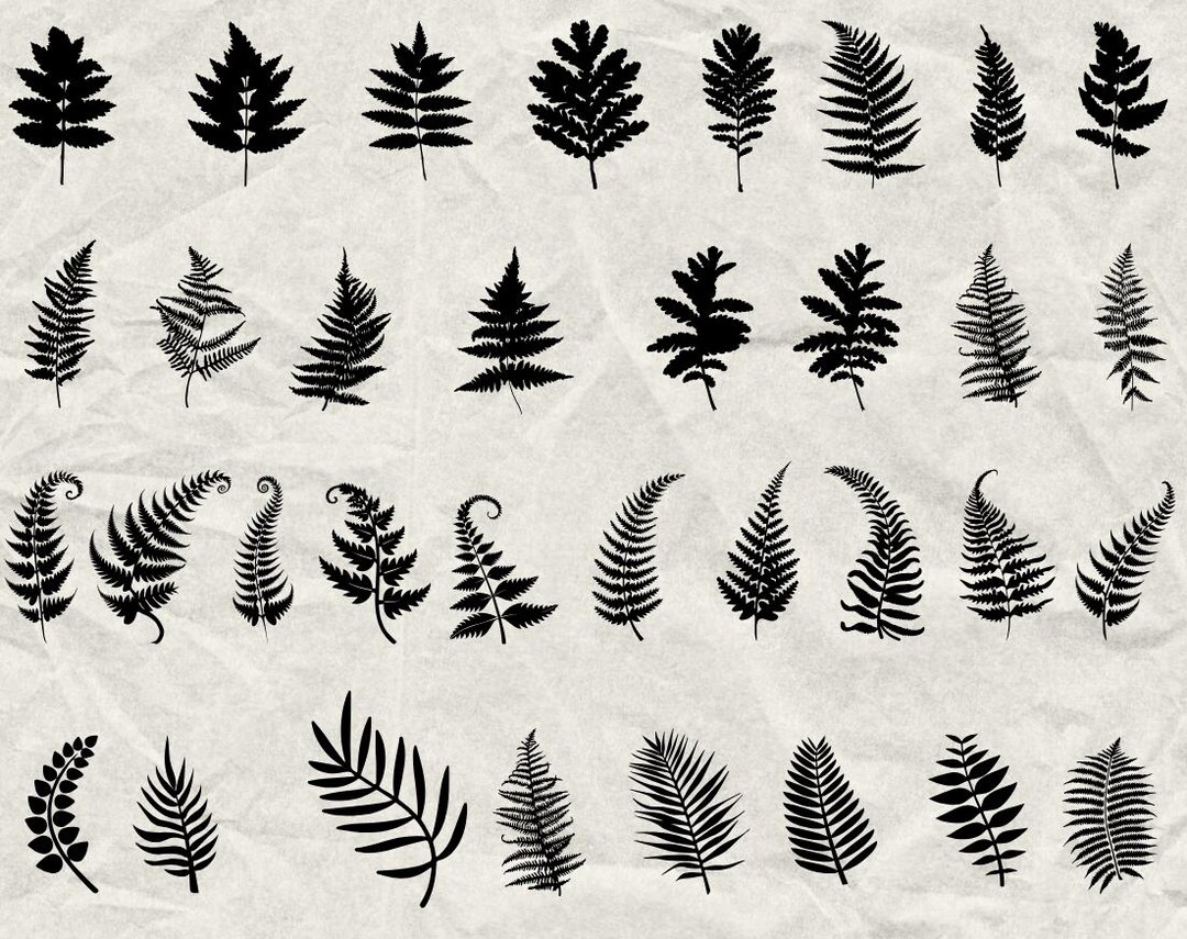 Fern Leaves Svg, Fern Cricut, Fern Svg Bundle, Fern Leaf SVG, Fern ...