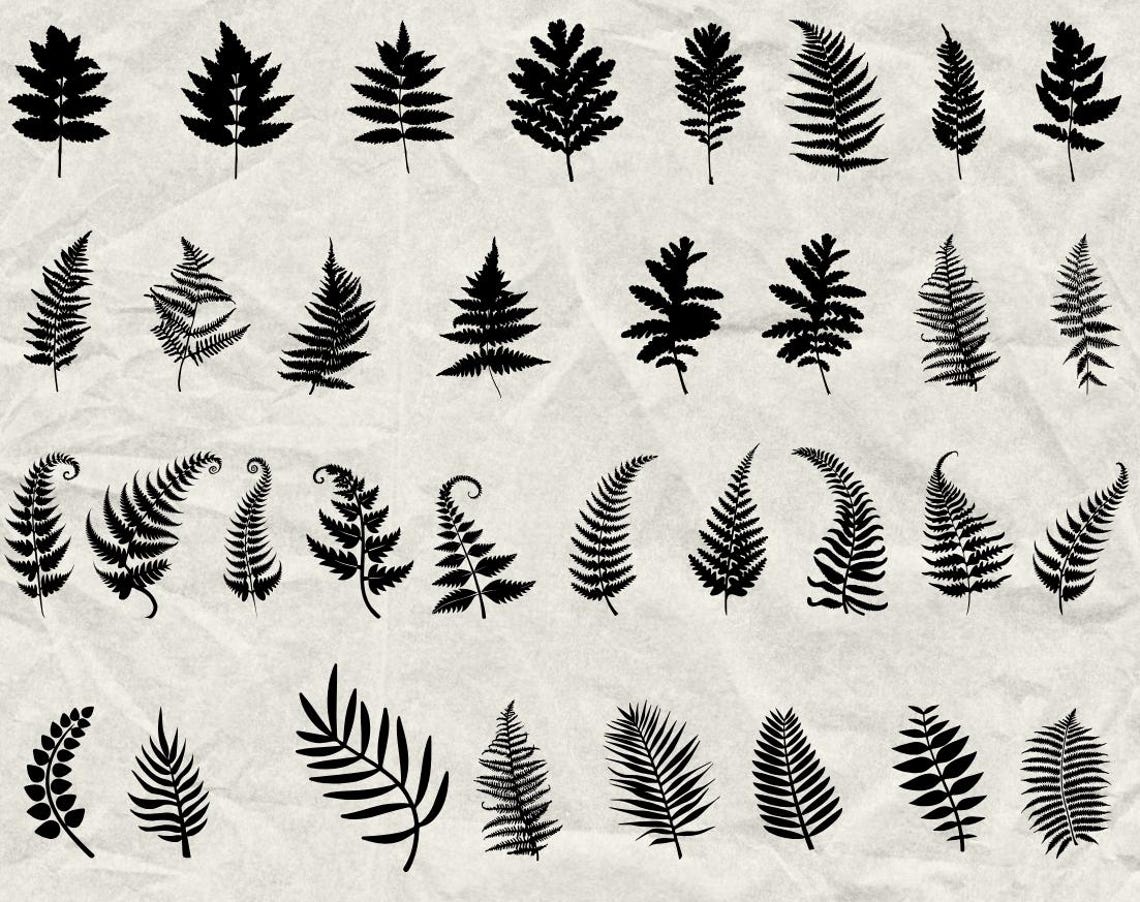 Fern Leaves Svg, Fern Cricut, Fern Svg Bundle, Fern Leaf SVG, Fern ...