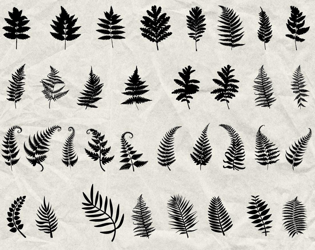 Fern Leaves Svg, Fern Cricut, Fern Svg Bundle, Fern Leaf SVG, Fern ...