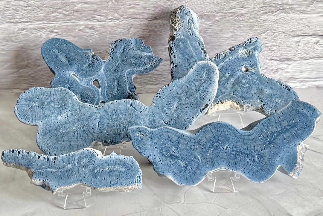 Indo-pacific Blue Coral Specimen Slab | Natural & Polished | Crystal ...