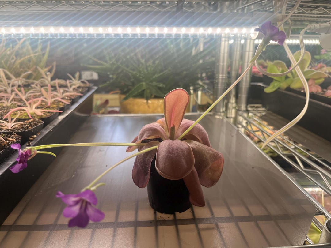 Pinguicula Mehitable - Etsy