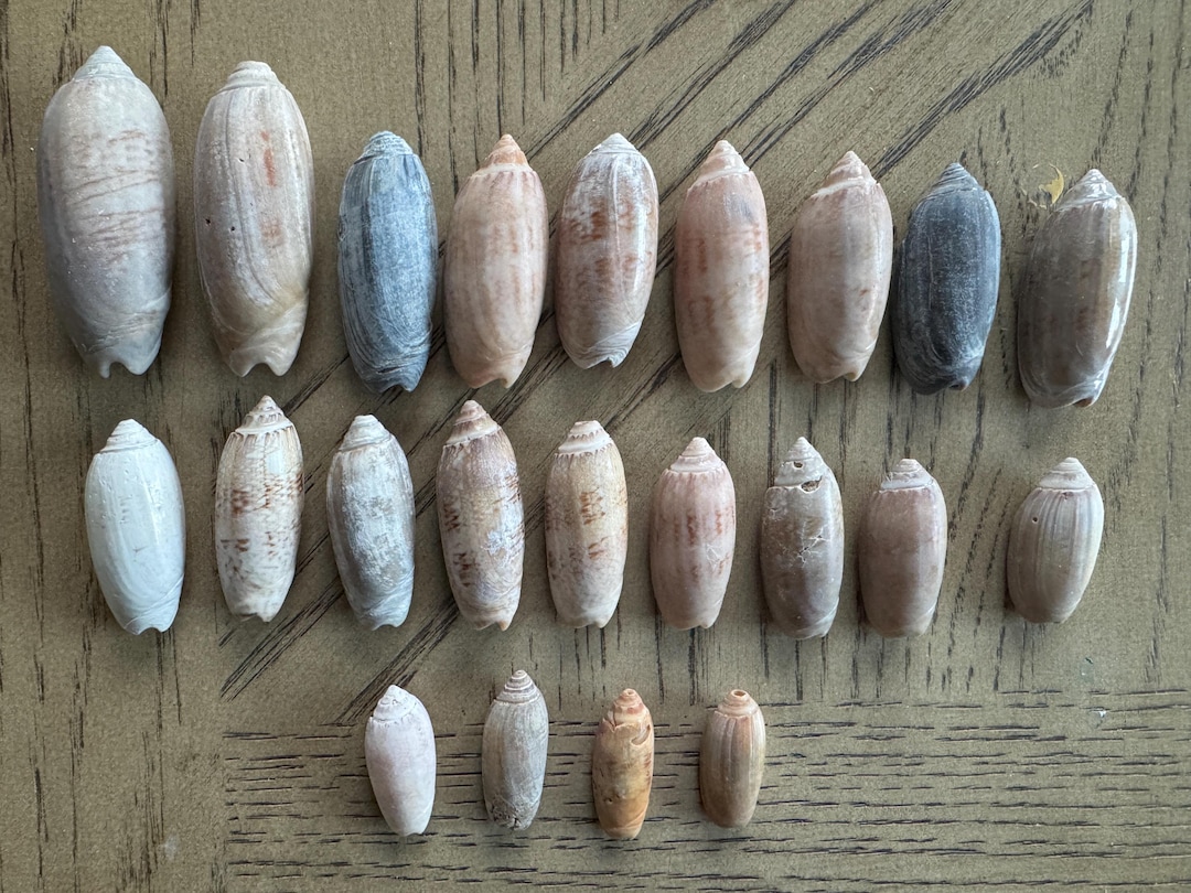 22 Gorgeous Lettered Olive Shells, SC State Shell, Various Colors ...
