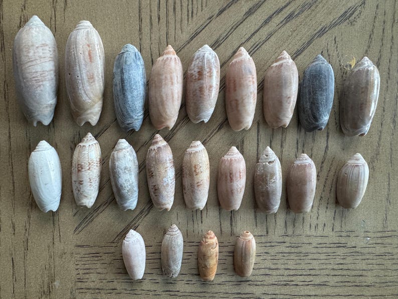 22 Gorgeous Lettered Olive Shells, SC State Shell, Various Colors ...