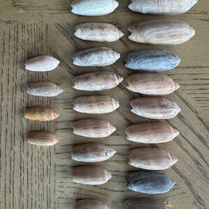 22 Gorgeous Lettered Olive Shells, SC State Shell, Various Colors ...
