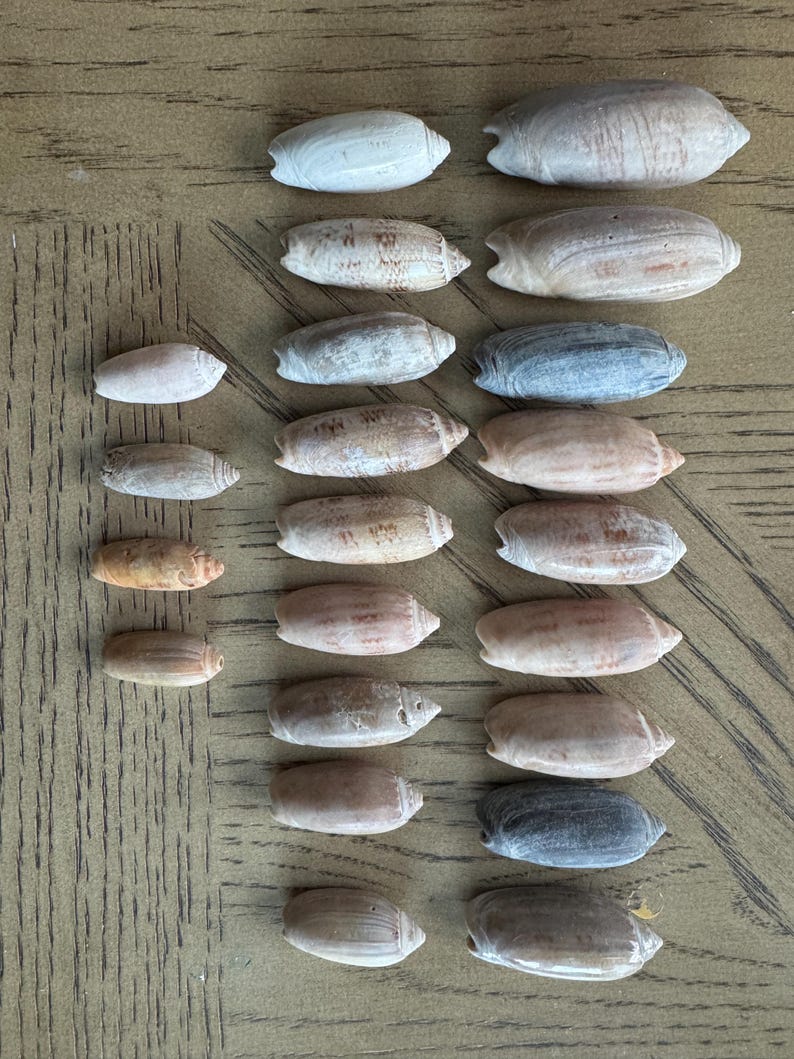 22 Gorgeous Lettered Olive Shells, SC State Shell, Various Colors ...