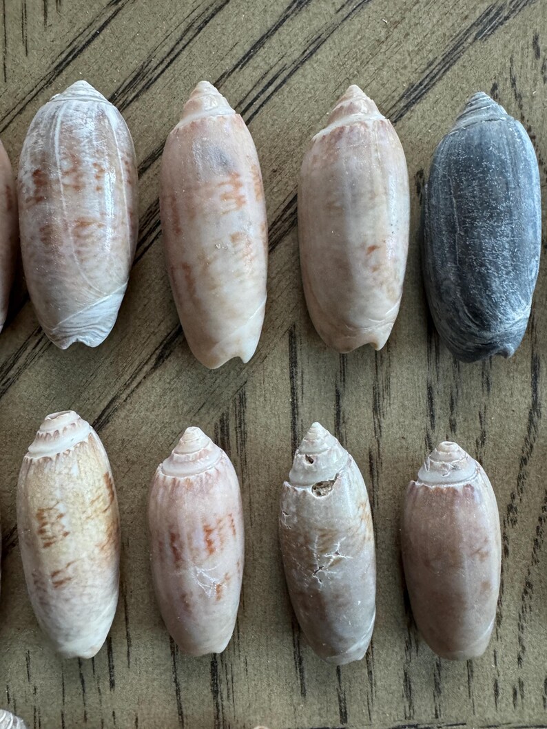 22 Gorgeous Lettered Olive Shells, SC State Shell, Various Colors ...