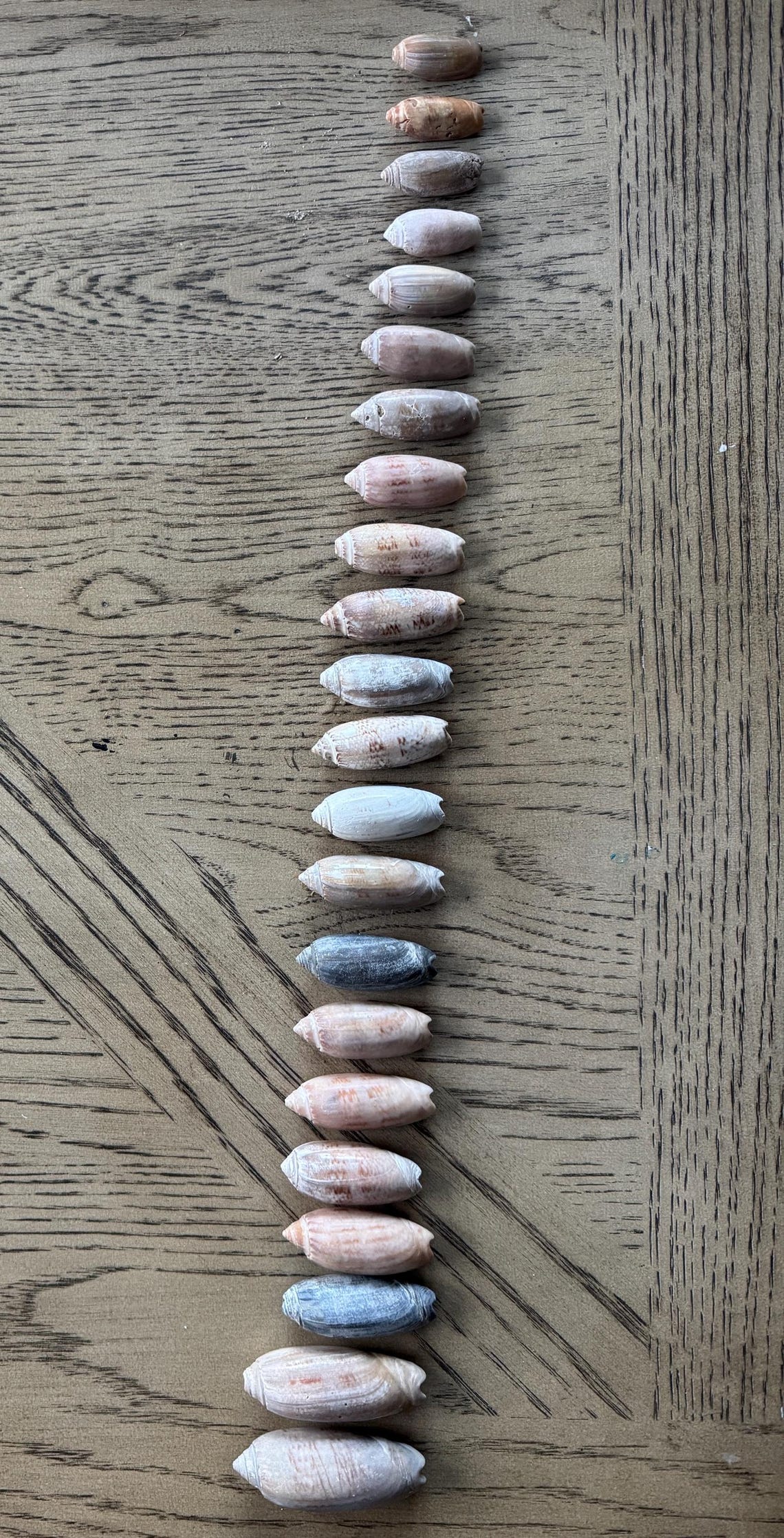 22 Gorgeous Lettered Olive Shells, SC State Shell, Various Colors ...