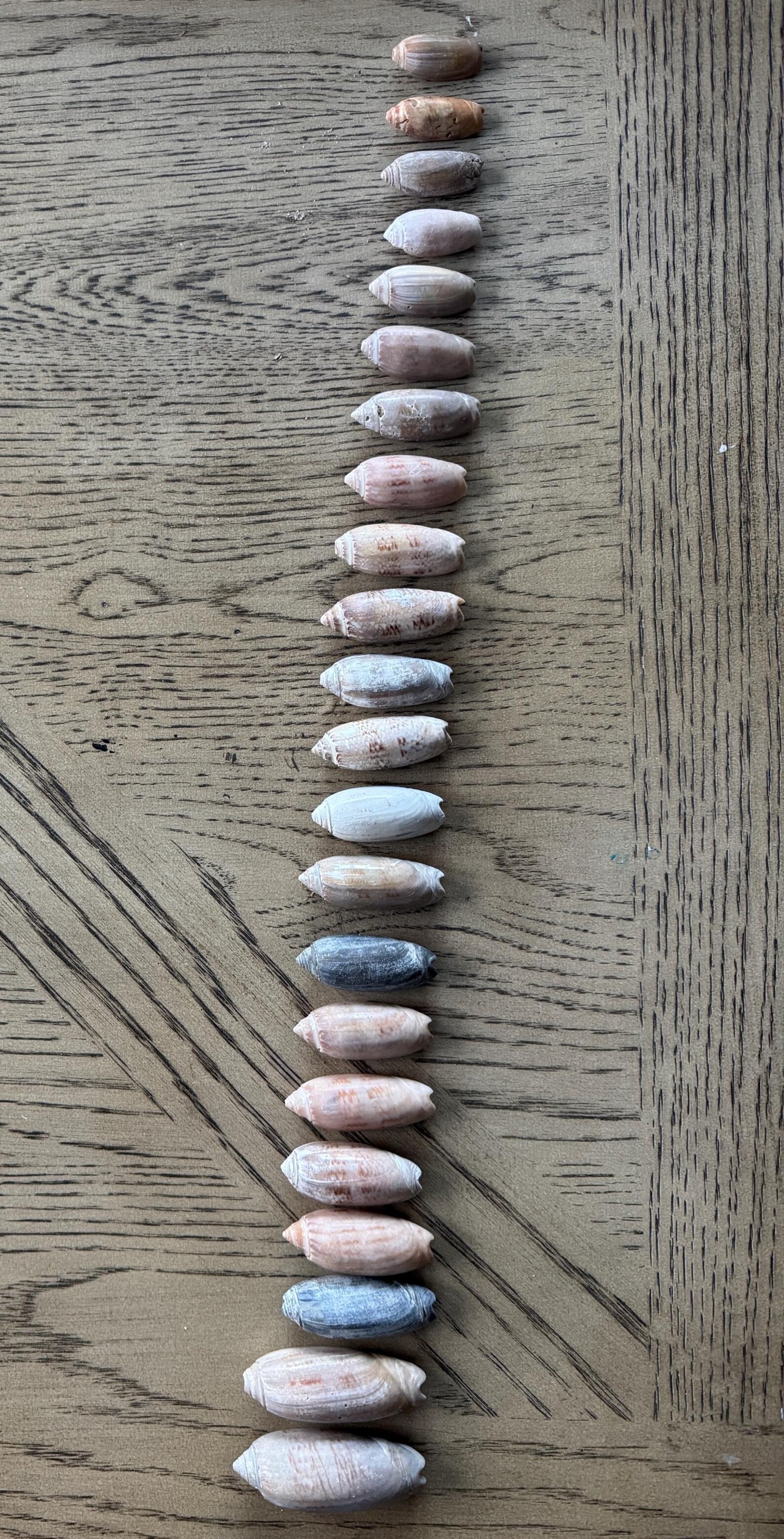 22 Gorgeous Lettered Olive Shells, SC State Shell, Various Colors ...