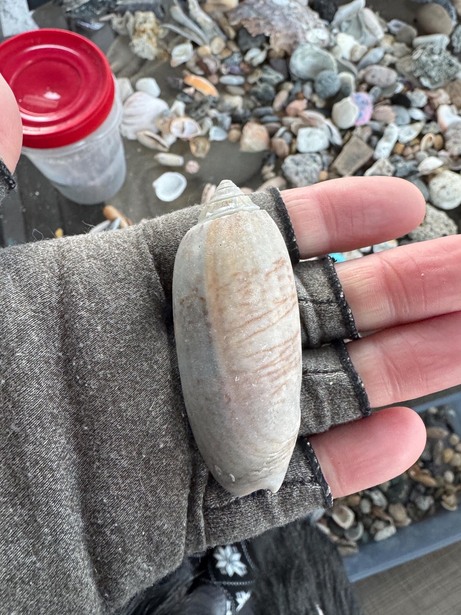 22 Gorgeous Lettered Olive Shells, SC State Shell, Various Colors ...