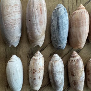22 Gorgeous Lettered Olive Shells, SC State Shell, Various Colors ...