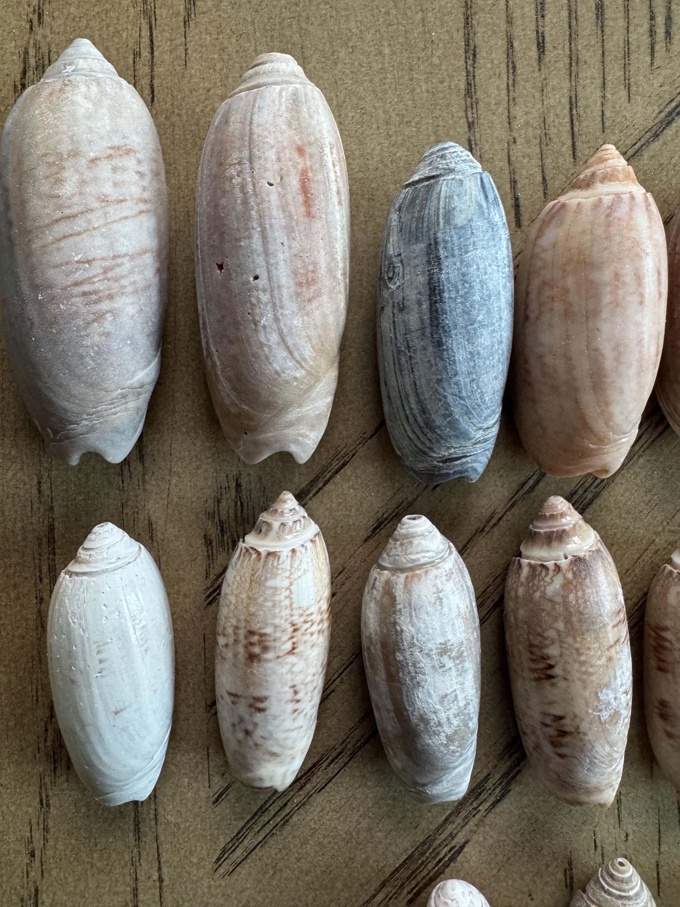 22 Gorgeous Lettered Olive Shells, SC State Shell, Various Colors ...